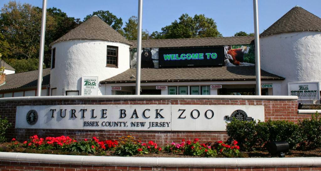 turtle-back-zoo.jpg – The History Girl